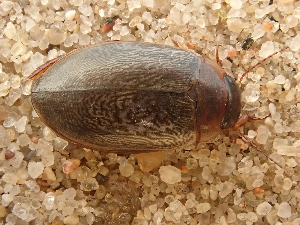 large-grooved diving beetle from Rajon Selenogradsk, Oblast Kaliningrad ...