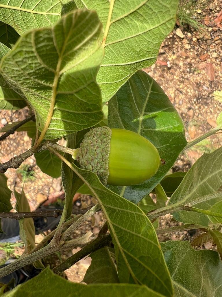 k’antulán (Quercus segoviensis) - Botanical Realm