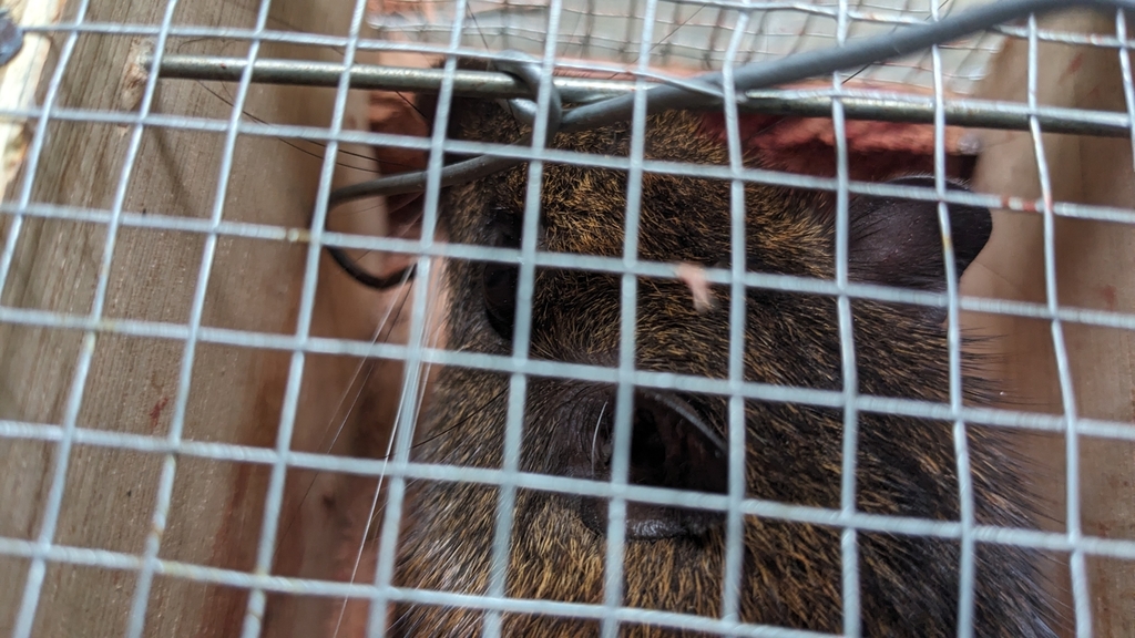 Rodents from Lagunas, Provincia de Puntarenas, Costa Rica on June 12 ...
