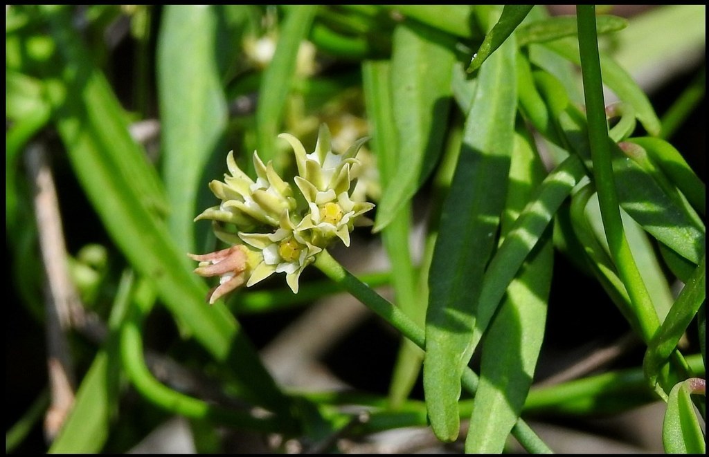 Gulf Coast Swallow-wort in May 2019 by Mark Kenderdine · iNaturalist