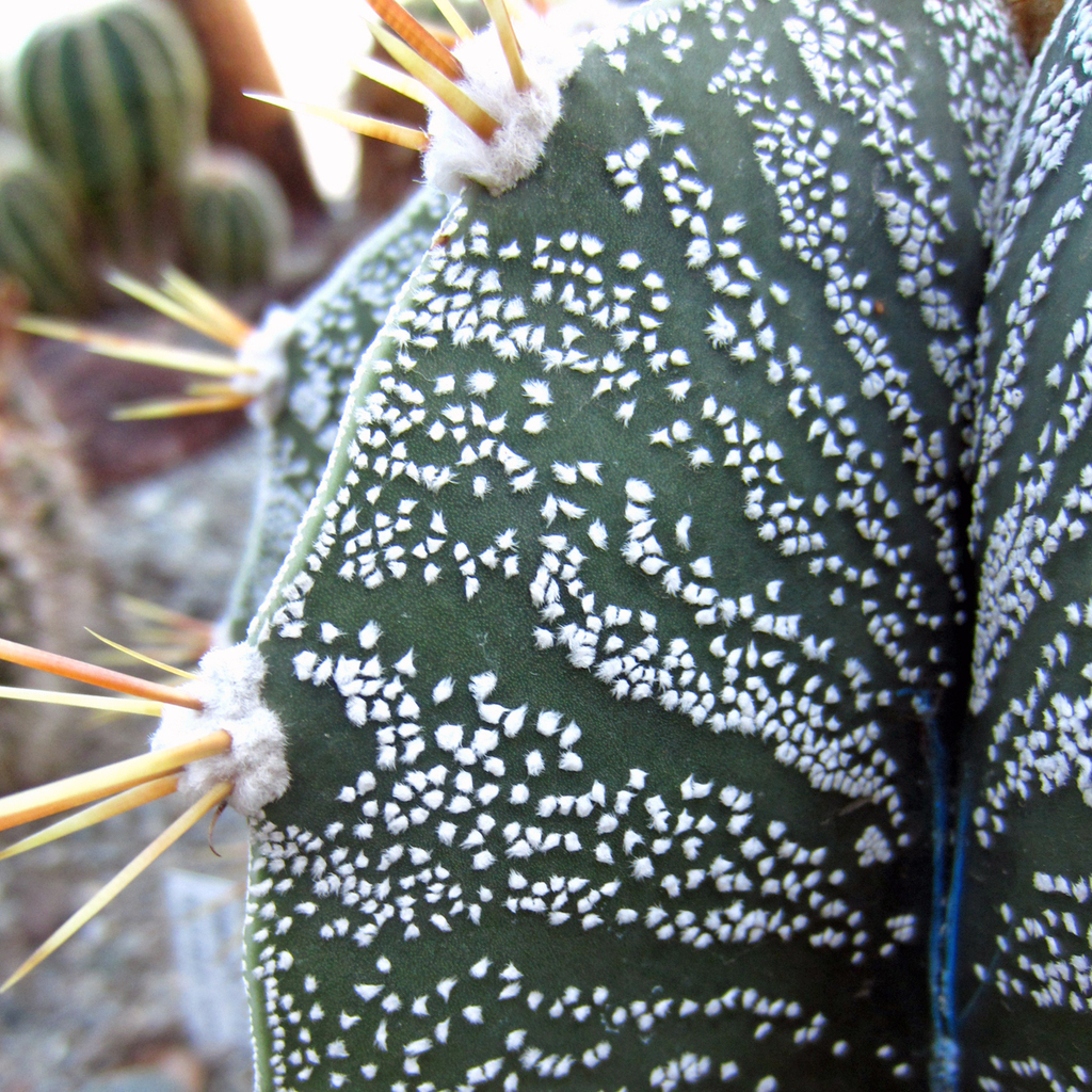 star cactus in February 2013 by Lydia Brühwasser. Botanic garden ...