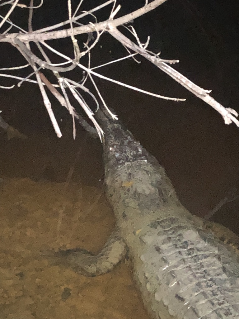 American Crocodile in April 2019 by pythonbob · iNaturalist
