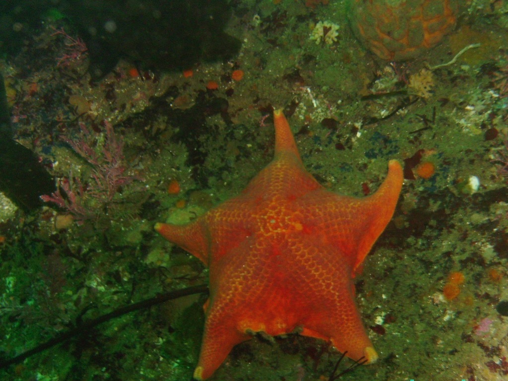 Bat Star from Cabo San Lucas, Baja California Sur, Mexico on March 24 ...