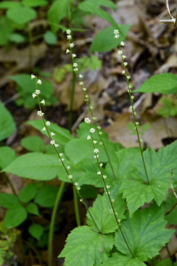 Miterworts (Mitella) - Botanical Realm