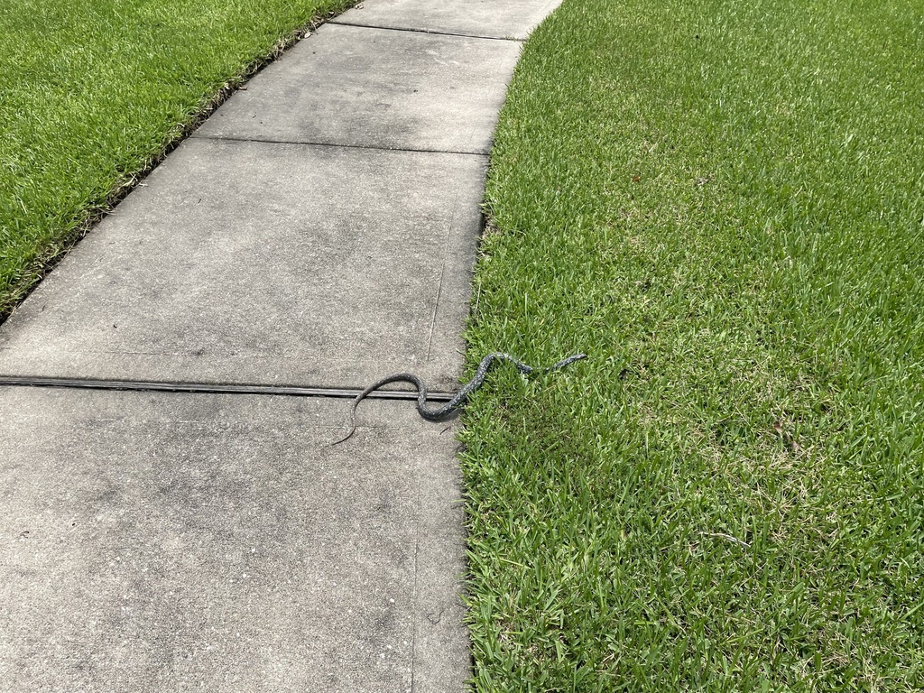 Buttermilk Racer from Hunter Creek Ct, Spring, TX, US on June 12, 2024 ...