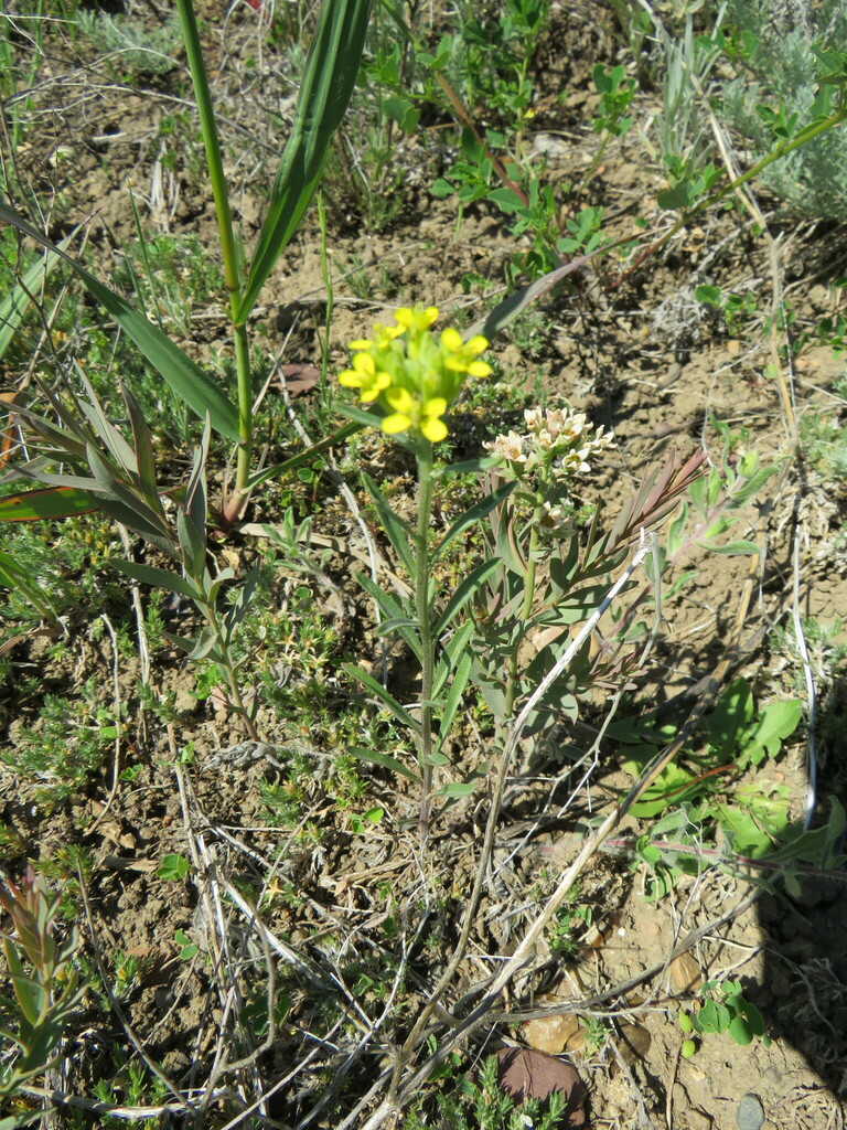 Prairie-rocket Wallflower from Maple Creek No. 111, SK S0N, Canada on ...