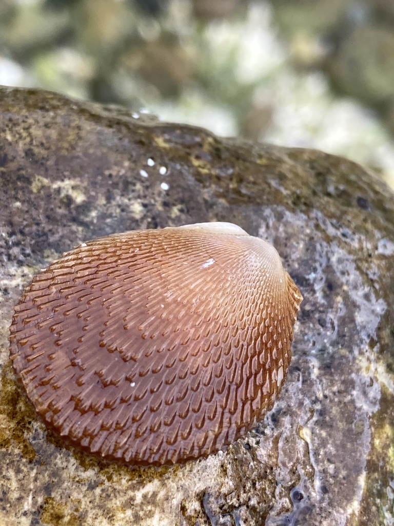 Rough File Clam from North Atlantic Ocean, Hanover, Cornwall County, JM ...