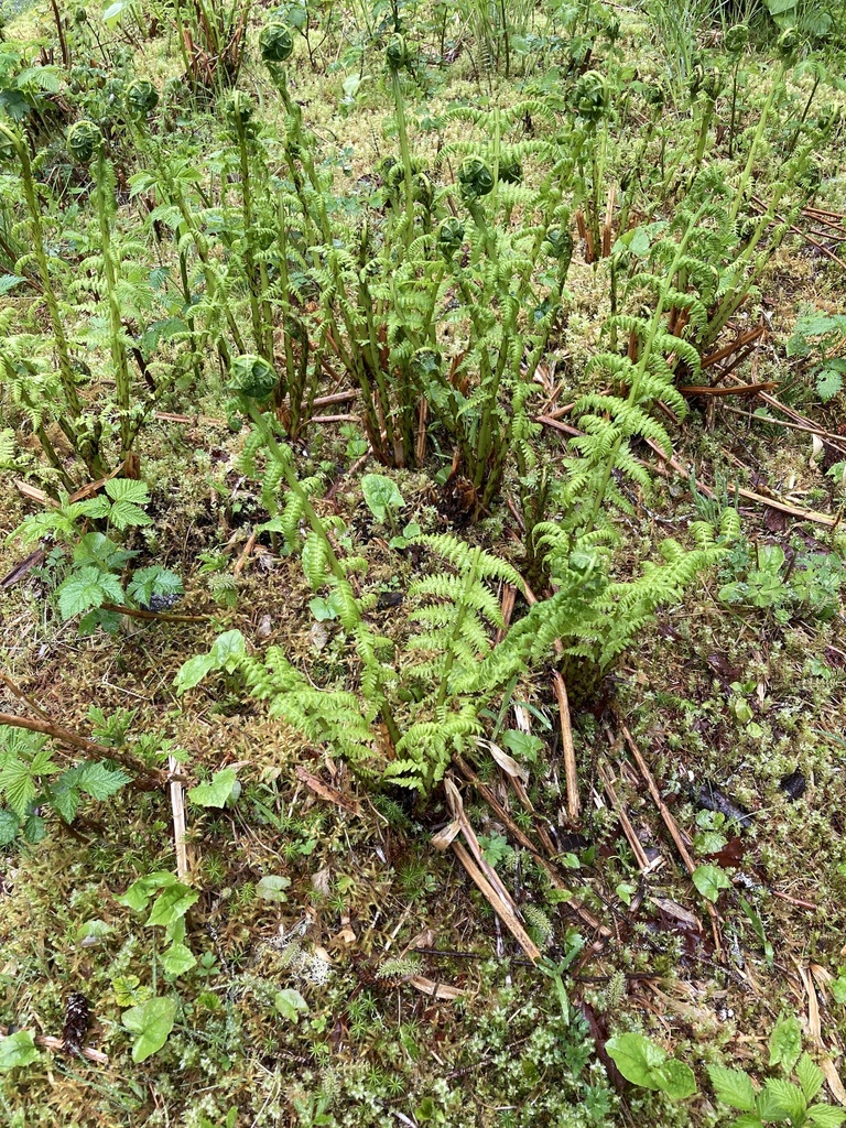 lady fern from Baranof Island, Sitka, AK, US on May 23, 2024 at 10:05 ...