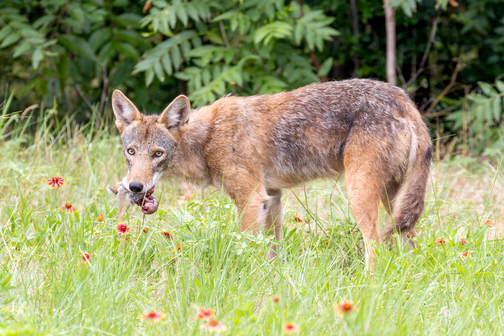 Coyote from Northeast Carrollton, Carrollton, TX, USA on June 10, 2024 ...