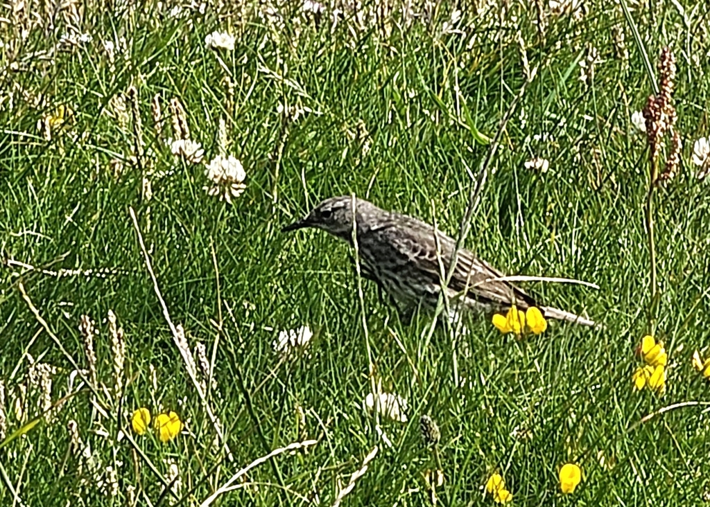 Rock Pipit from Fahamore, Co. Kerry, Ireland on June 12, 2024 at 11:02 ...