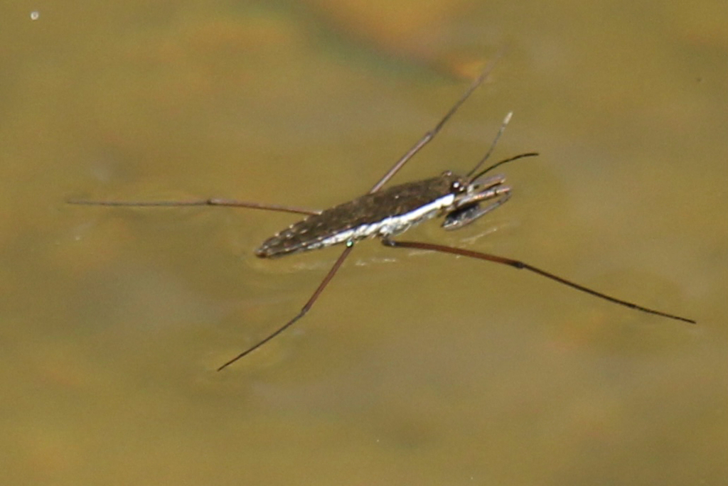 North American Common Water Strider from Middleton on June 12, 2024 at ...