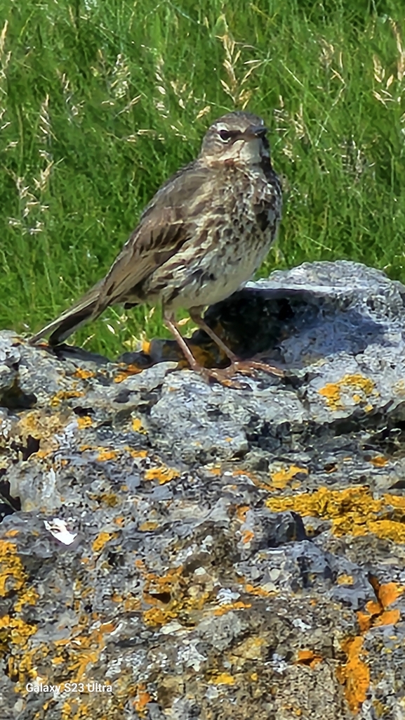 Rock Pipit from Fahamore, Co. Kerry, Ireland on June 12, 2024 at 11:07 ...