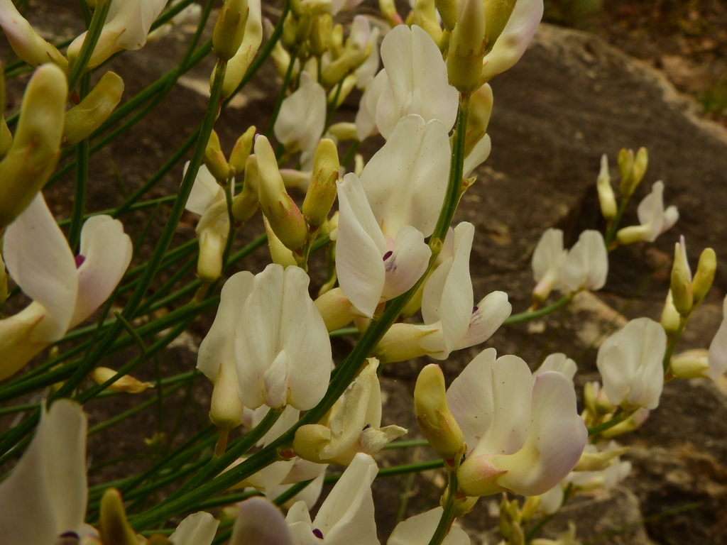 Grand Junction Milkvetch from Mesa County, CO, USA on April 26, 2016 at ...