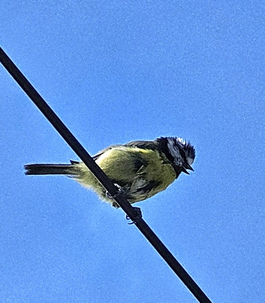Eurasian Blue Tit from Fahamore, Co. Kerry, Ireland on June 12, 2024 at ...