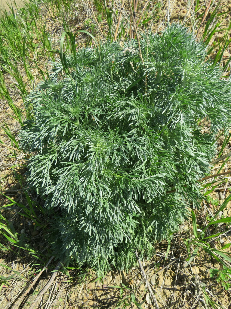 absinthe wormwood from Maple Creek No. 111, SK S0N, Canada on June 11 ...