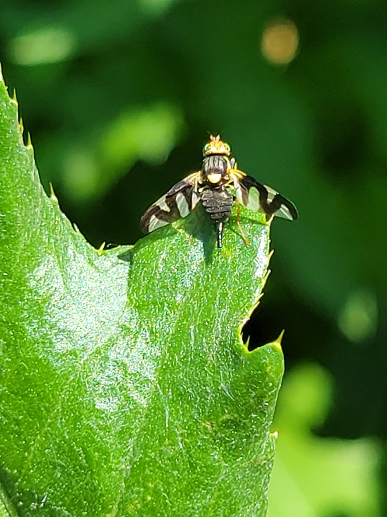 Thistle Stem Gall Fly from Norwood West, Winnipeg, MB, Canada on June ...