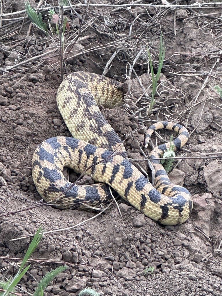 Great Basin Gopher Snake from Castle Pl, Pagosa Springs, CO, US on June ...