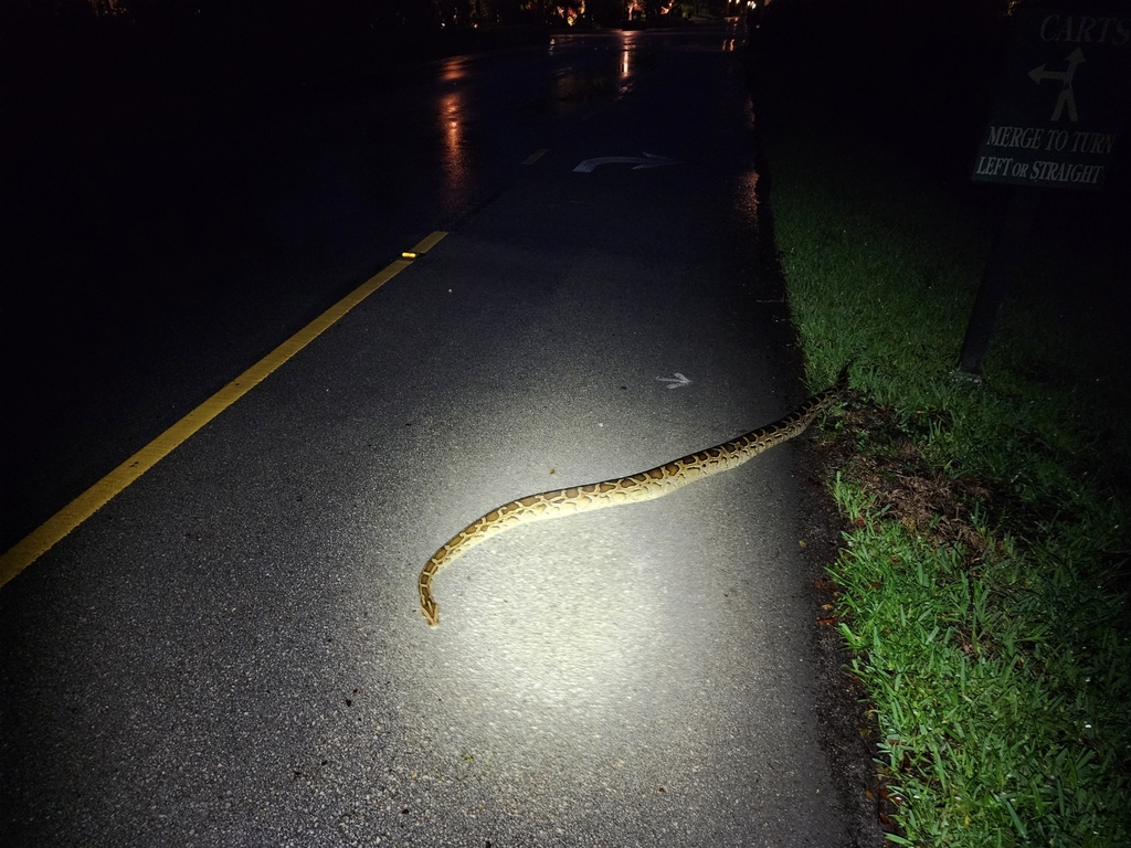 Burmese Python from North Key Largo, FL 33037, USA on June 11, 2024 at ...