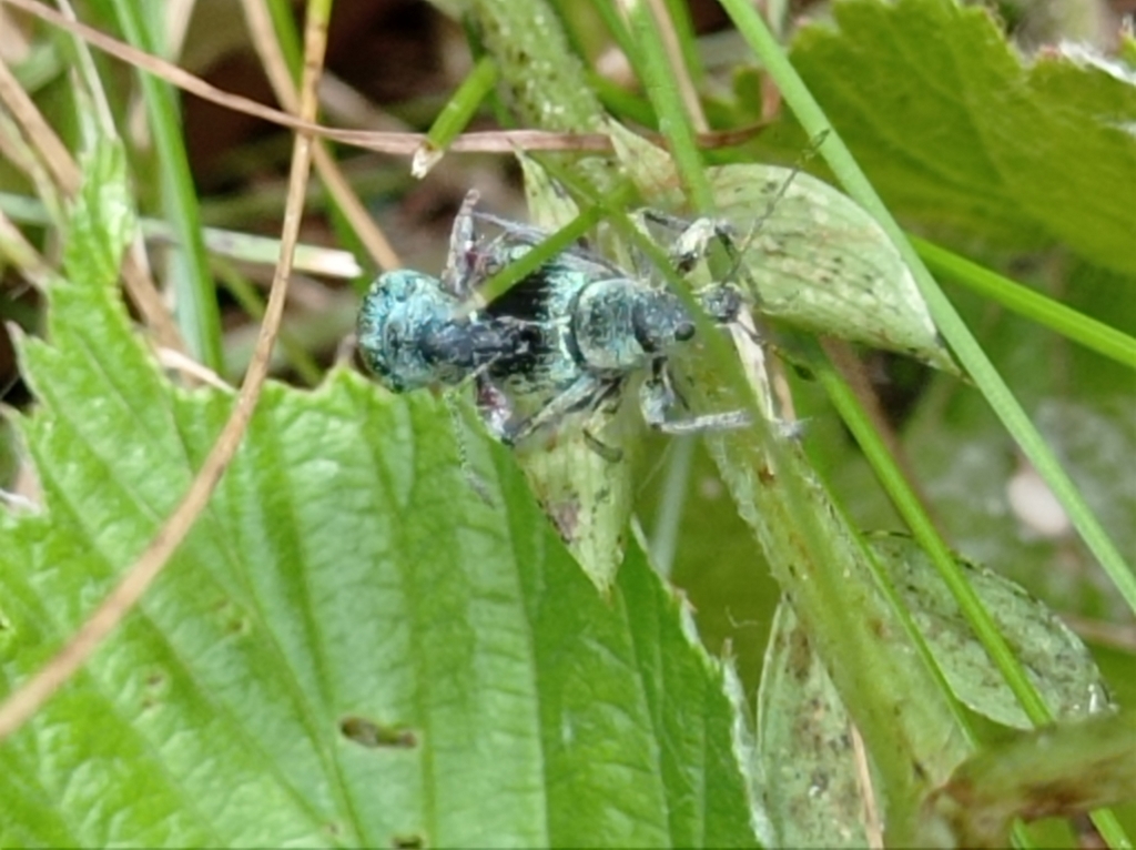 Nettle weevil from Innsbruck Land, AT-TR, AT on June 12, 2024 at 12:30 ...
