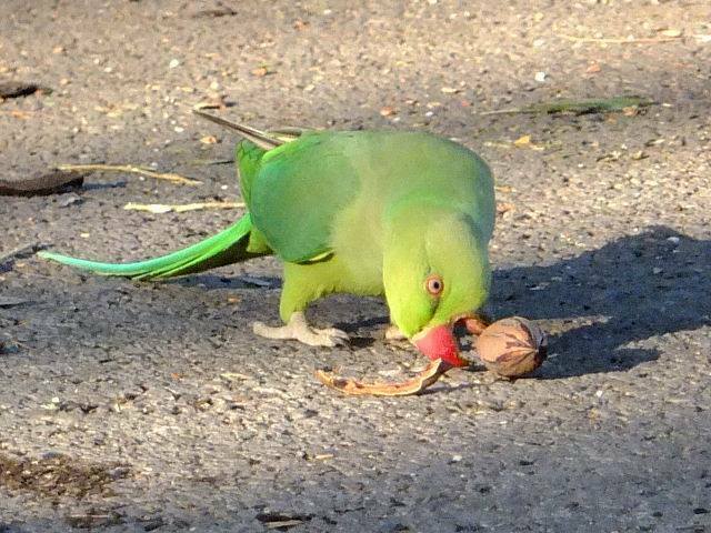 Rose-ringed Parakeet from HaZore'a, Israel on November 18, 2016 at 01: ...