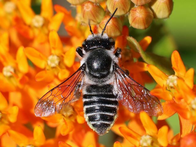 Texas Leafcutter Bee from Oakland Lake Wildflower Meadow, Bayside ...