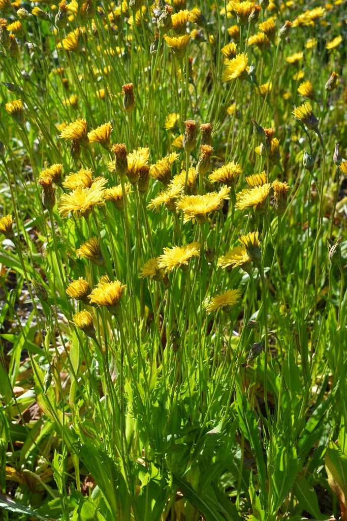 Cutleaf Silverpuffs from FBP Native Plant Nursery Lane County, OR, USA ...