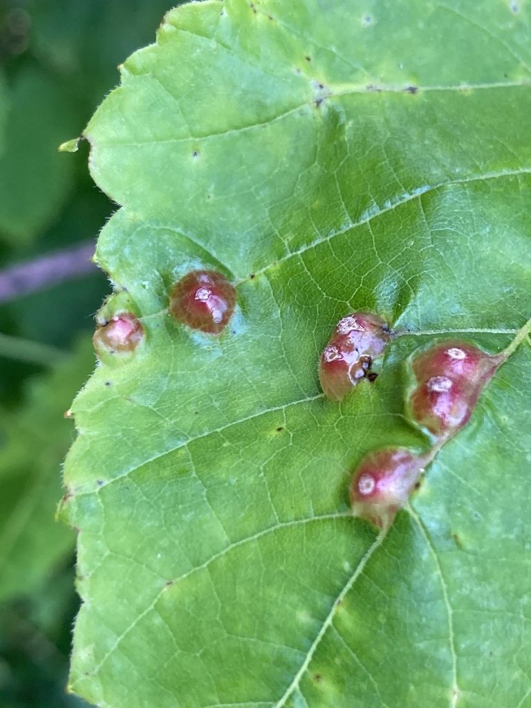 Grape Tumid Gallmaker Midge from Belgium Hill Rd, Bishop, PA, US on ...