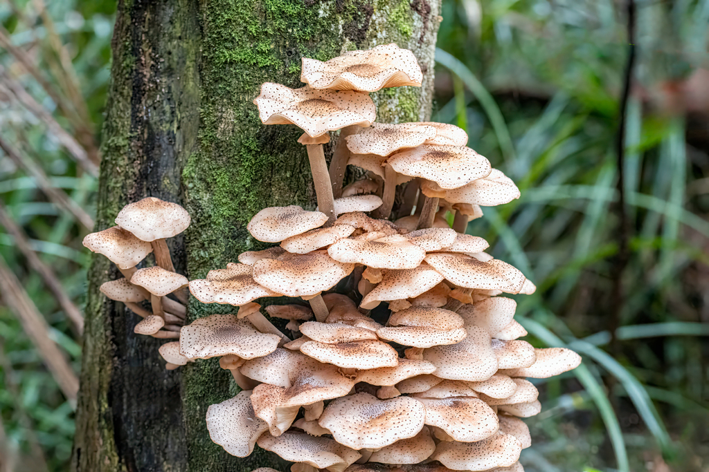 Armillaria limonea from Alice Eaves Reserve, Orewa 0931, New Zealand on ...