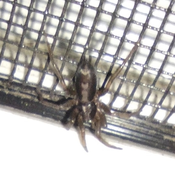 Eastern Parson Spider from Kirbyville on June 11, 2024 at 11:11 PM by ...