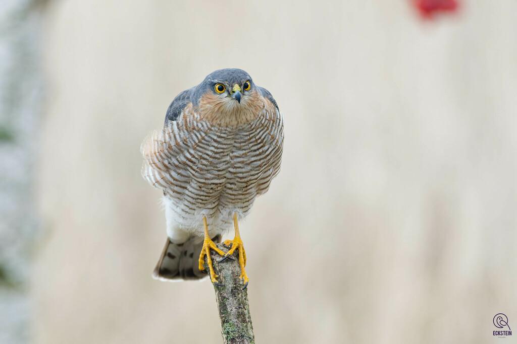 Accipiters (Accipiter) - Avian Discovery