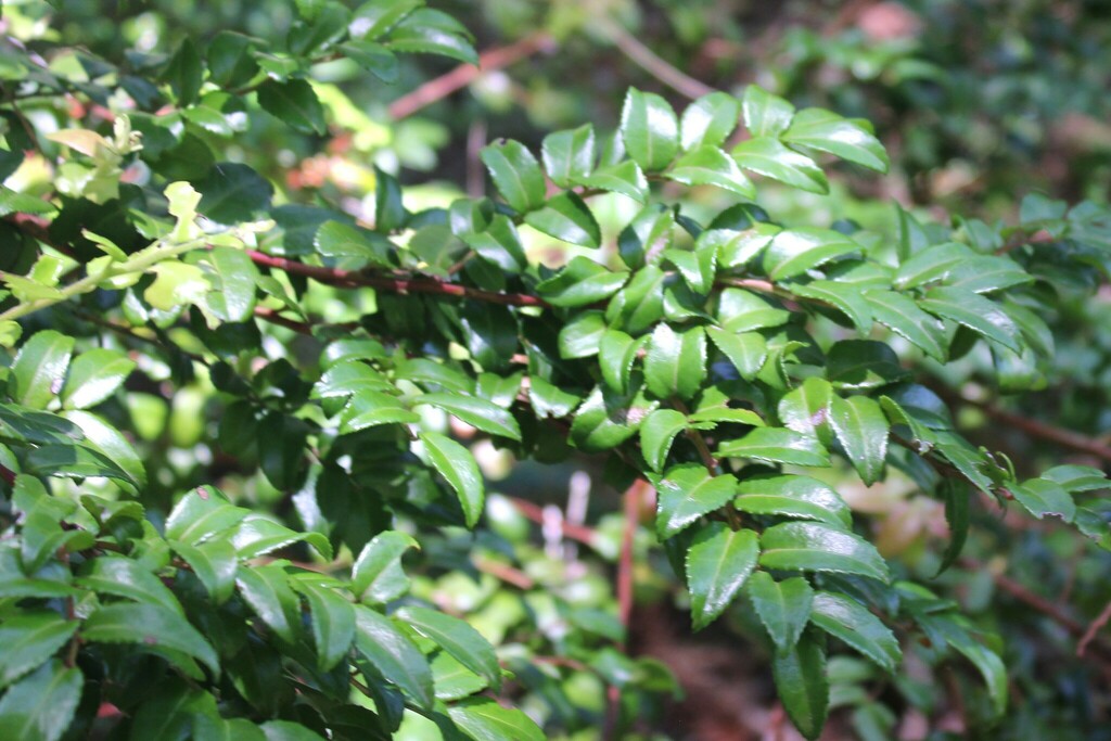 Evergreen Huckleberry from Big Trees Trail, 3221 Vineyard Rd, Novato ...