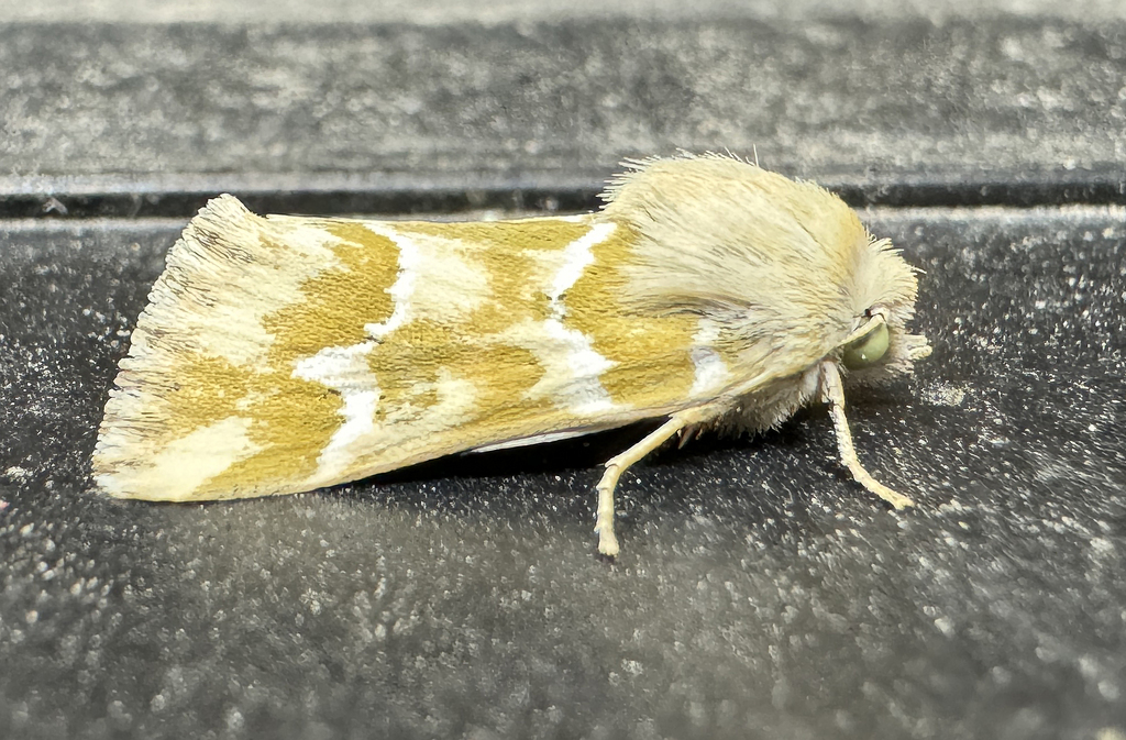 Mead's Flower Moth from Oshkosh, NE 69154, USA on June 11, 2024 at 03: ...