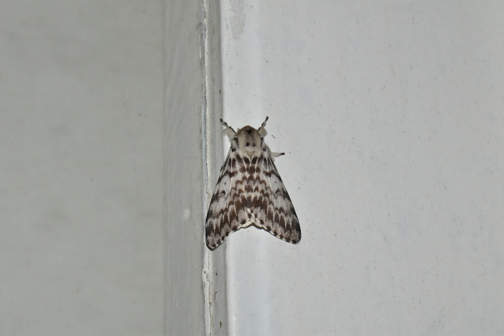 Butterflies and Moths from Baguio, Benguet, Philippines on June 11 ...