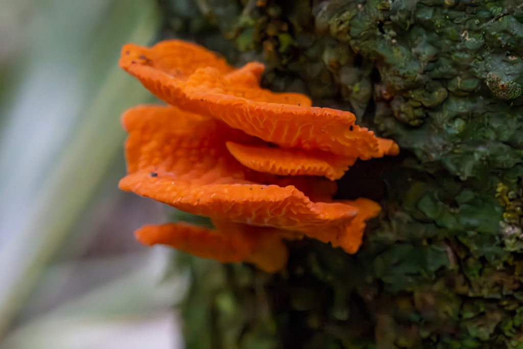 orange pore fungus from Alice Eaves Reserve, Orewa 0931, New Zealand on ...
