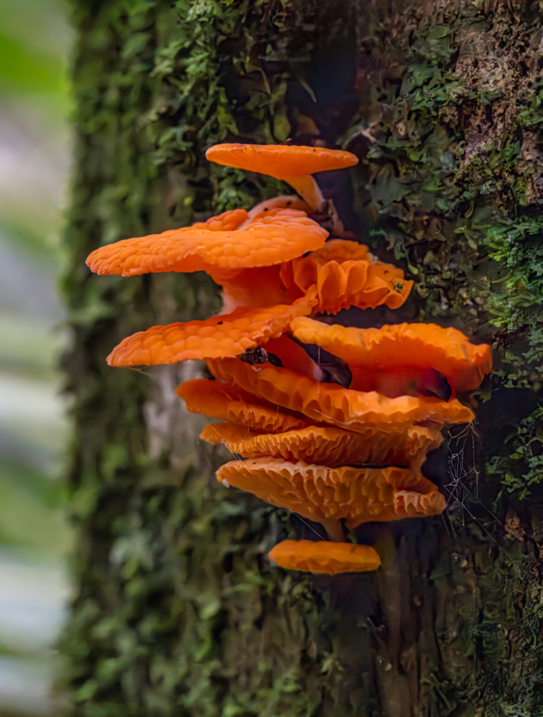 Favolaschia calocera from Alice Eaves Reserve, Orewa 0931, New Zealand ...