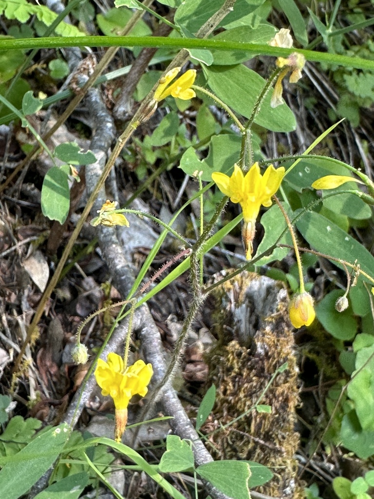 Siskiyou inside-out-flower in June 2024 by max_forster · iNaturalist