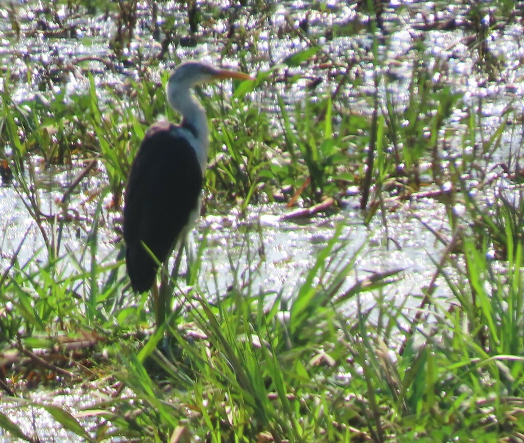 Pied Heron from Middle Point NT 0822, Australia on September 6, 2022 at ...