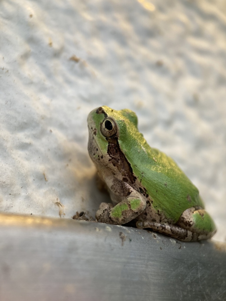 Japanese Tree Frog from 和泉町宮前, 安城市, 愛知県, JP on June 13, 2024 at 07:09 ...