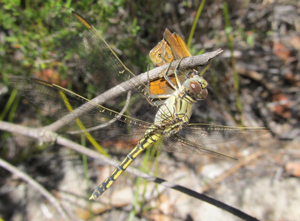Blue Skimmer from Tunnel Firetrail, Woy Woy NSW 2256, Australia on ...