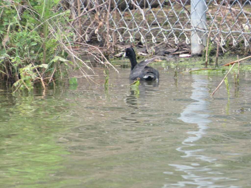 American Coot from West Carrollton, Carrollton, TX, USA on June 10 ...