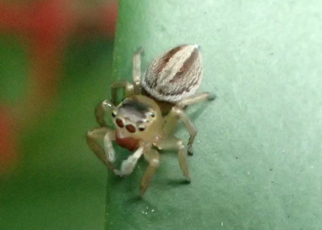 White Garland House Hopper from 14 Coronation St, Kurri Kurri NSW 2327 ...