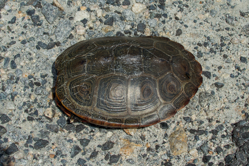 Northern Diamondback Terrapin from Bombay Hook National Wildlife Refuge ...