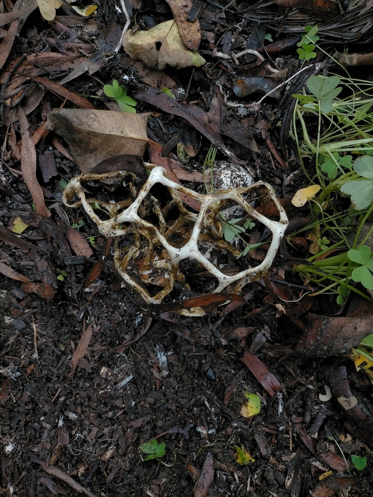 smooth cage fungus from Sunshine VIC 3020, Australia on June 13, 2024 ...