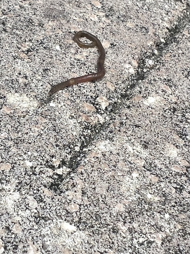 Grey Worm from Penwood Dr, Tampa, FL, US on June 12, 2024 at 01:51 PM ...