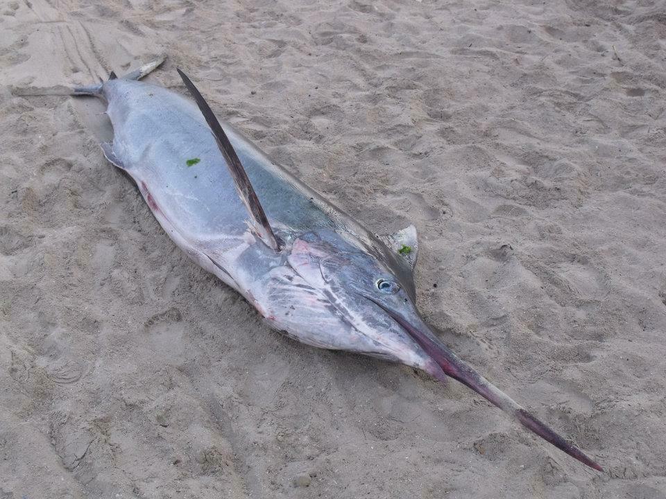 Blue Marlin in October 2011 by David Rubin. Dead · iNaturalist