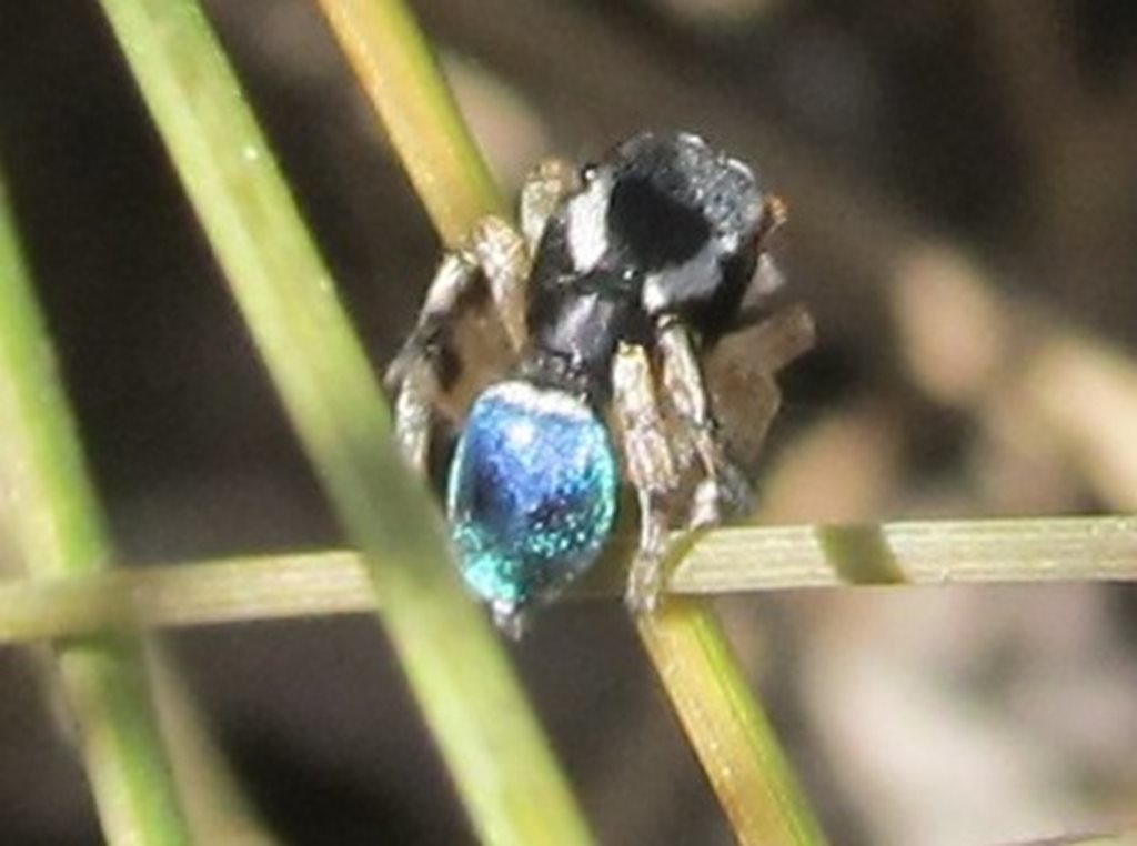 Unusual Peacock Spider from Stanford Merthyr Reserve NSW 2321 ...
