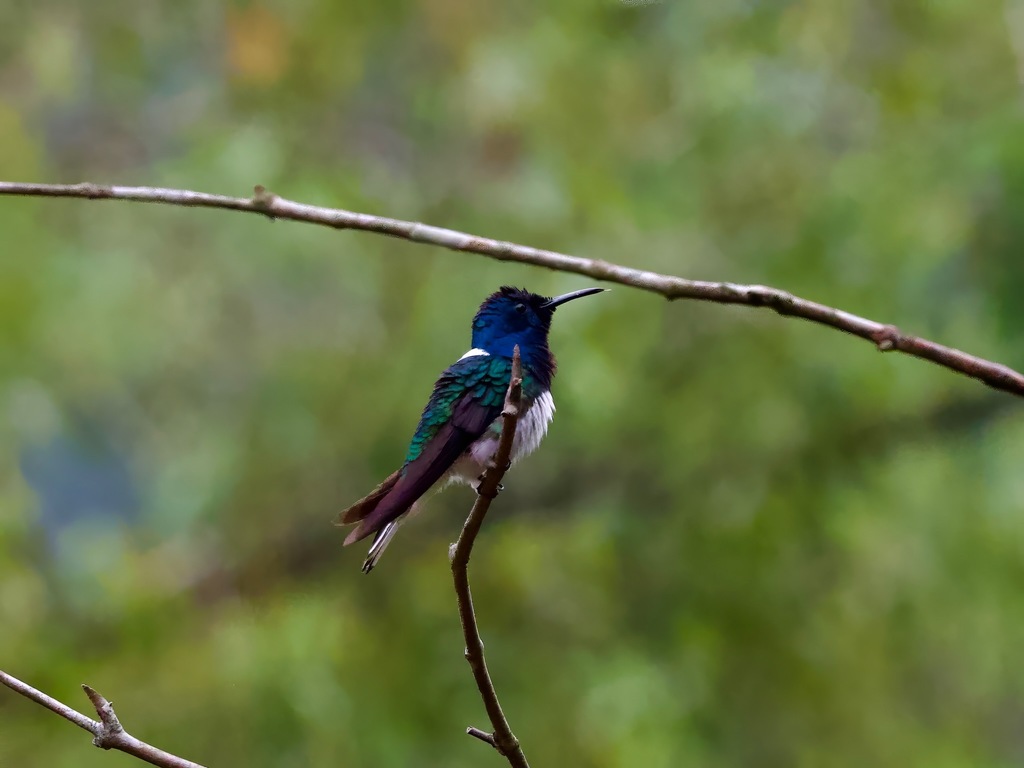 White-necked Jacobin from Cobán, Guatemala on May 16, 2024 at 03:47 PM ...