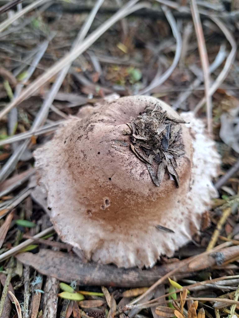 puffballs from Gittos Domain on June 12, 2024 at 12:34 PM by orsalind ...