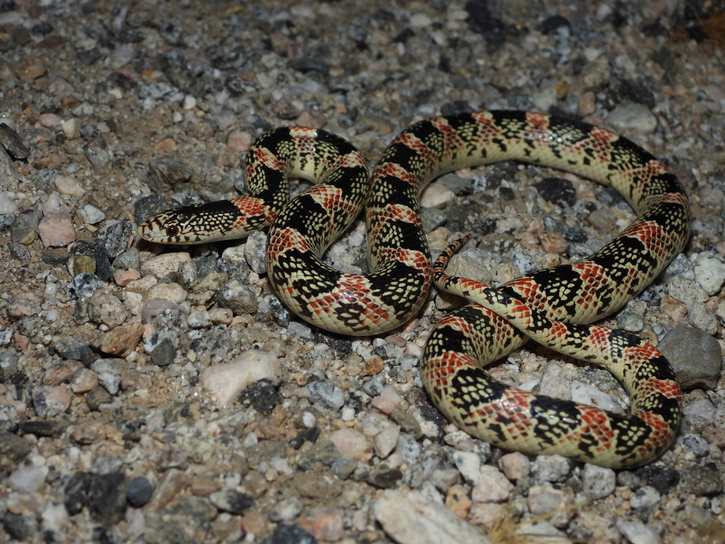 Long-nosed Snake in June 2024 by diomedea_exulans_li · iNaturalist