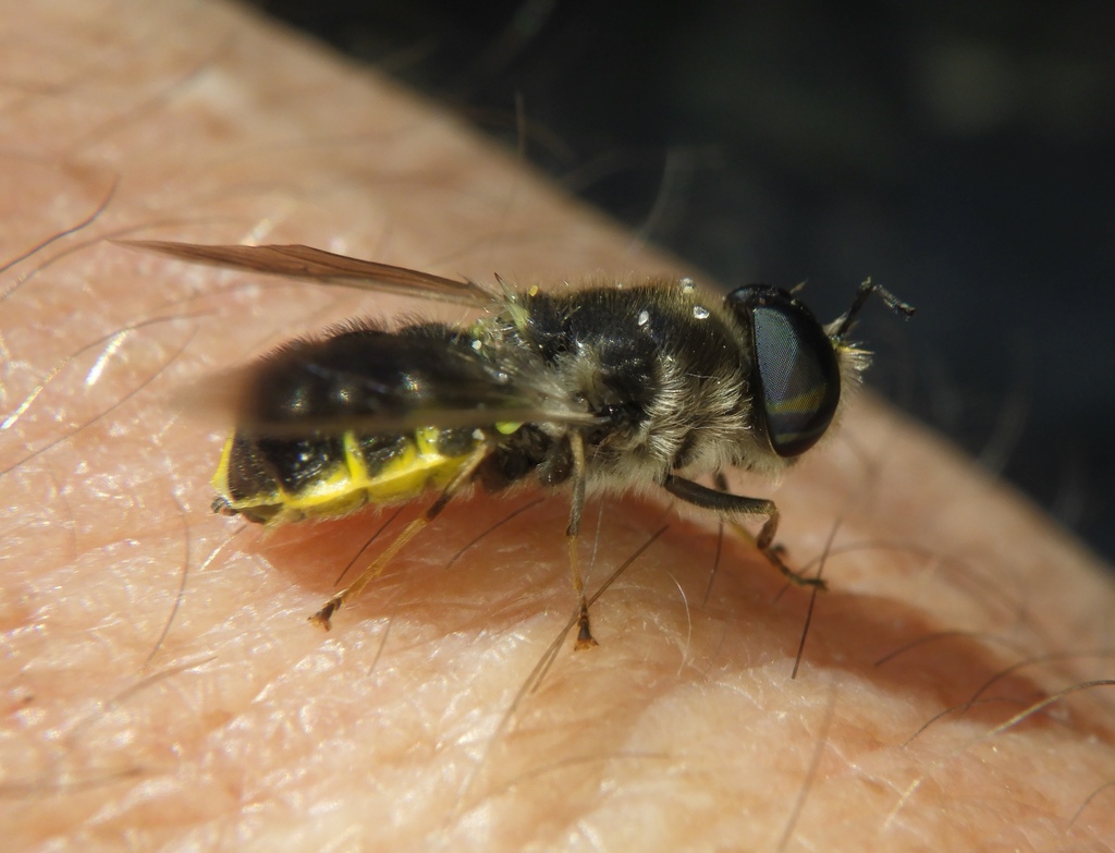 Stratiomys meigenii in June 2024 by Michael Butler. Tentative ID ...